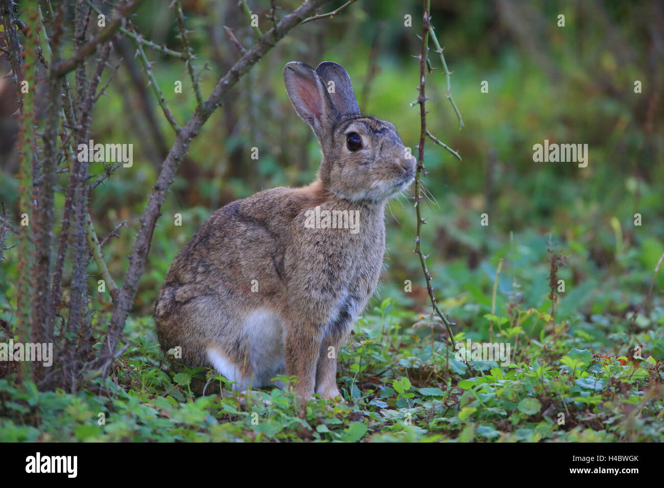 Rabbits hi-res stock photography and images - Alamy
