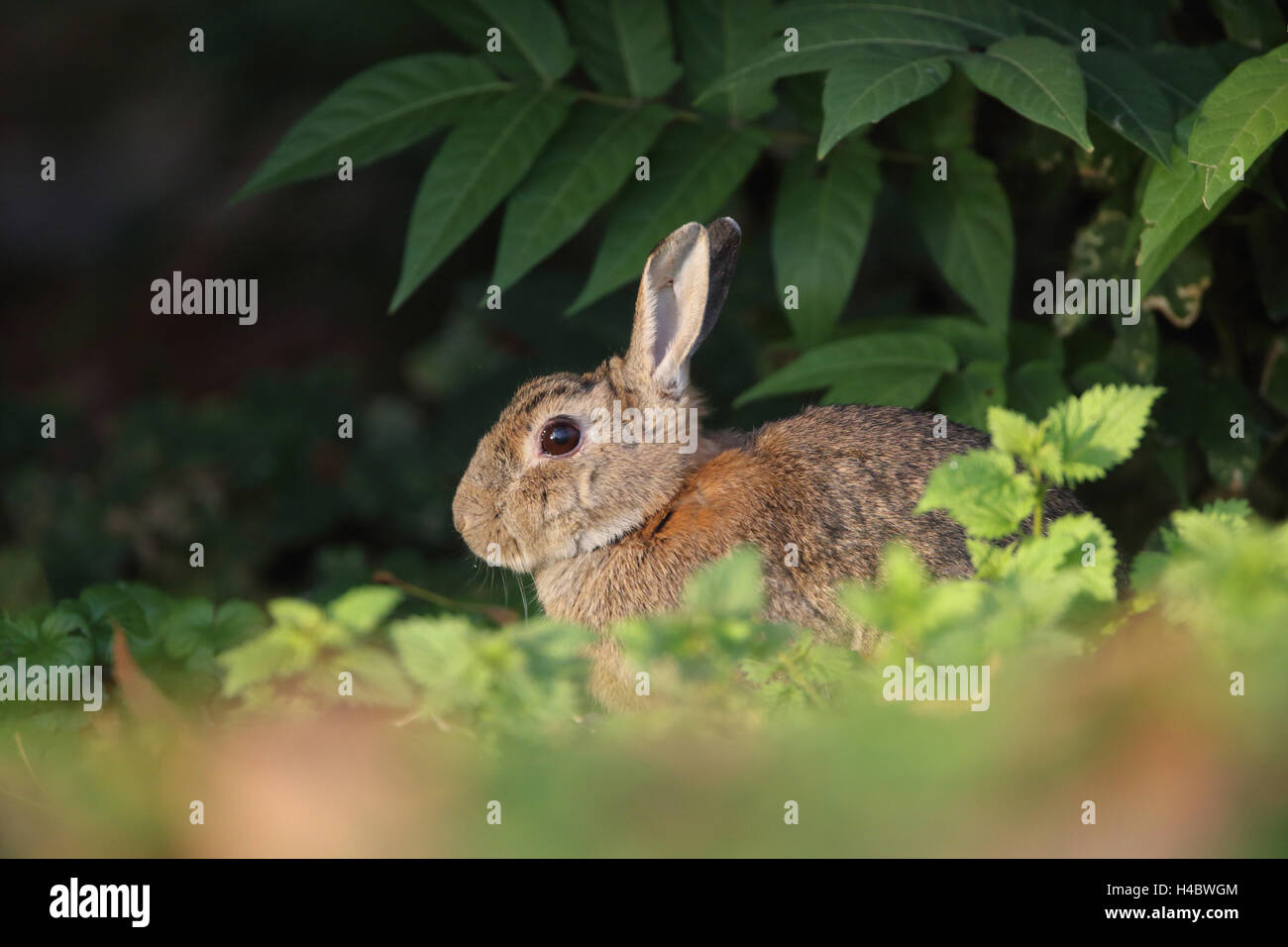 Common rabbits hi-res stock photography and images - Alamy