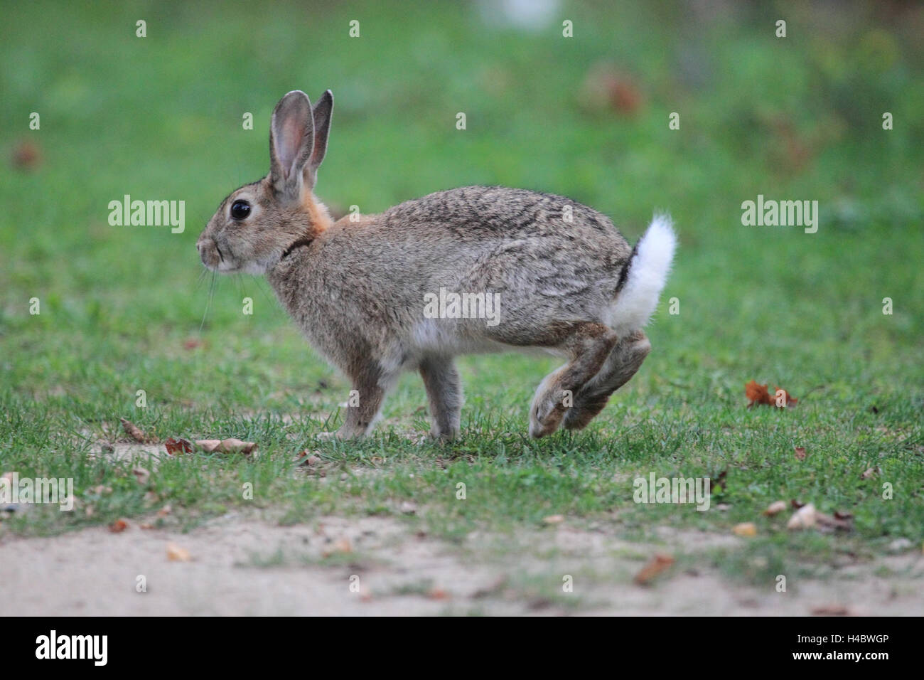 Oryctolatus cuniculus hi-res stock photography and images - Alamy