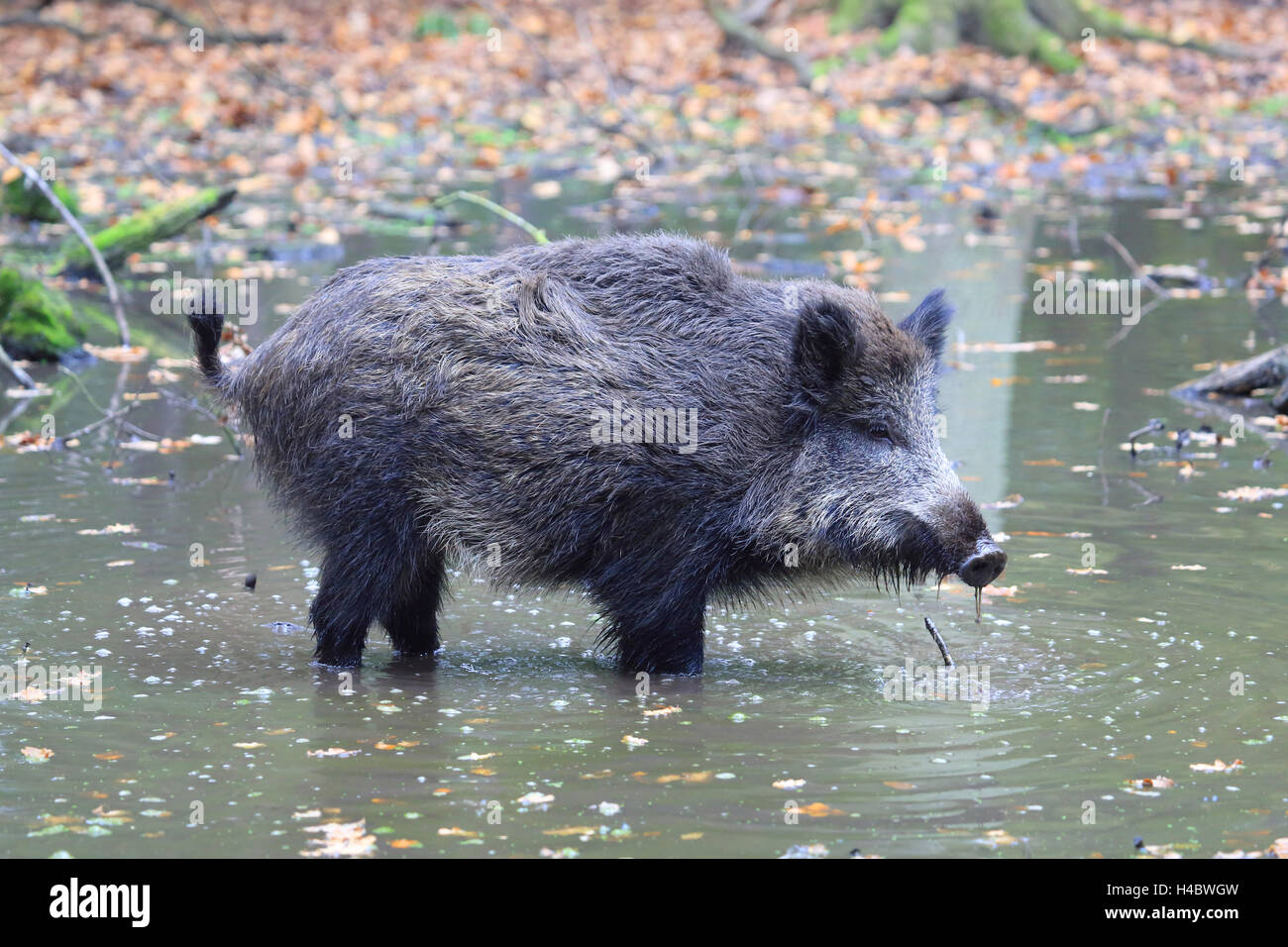 Wild boar in the wallow Sus scrofa Stock Photo - Alamy