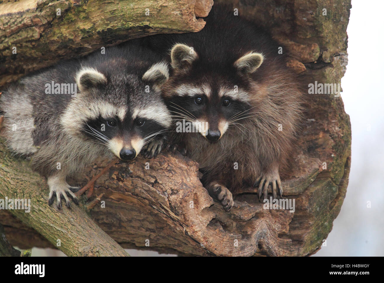 Animal sitting in tree hi-res stock photography and images - Alamy