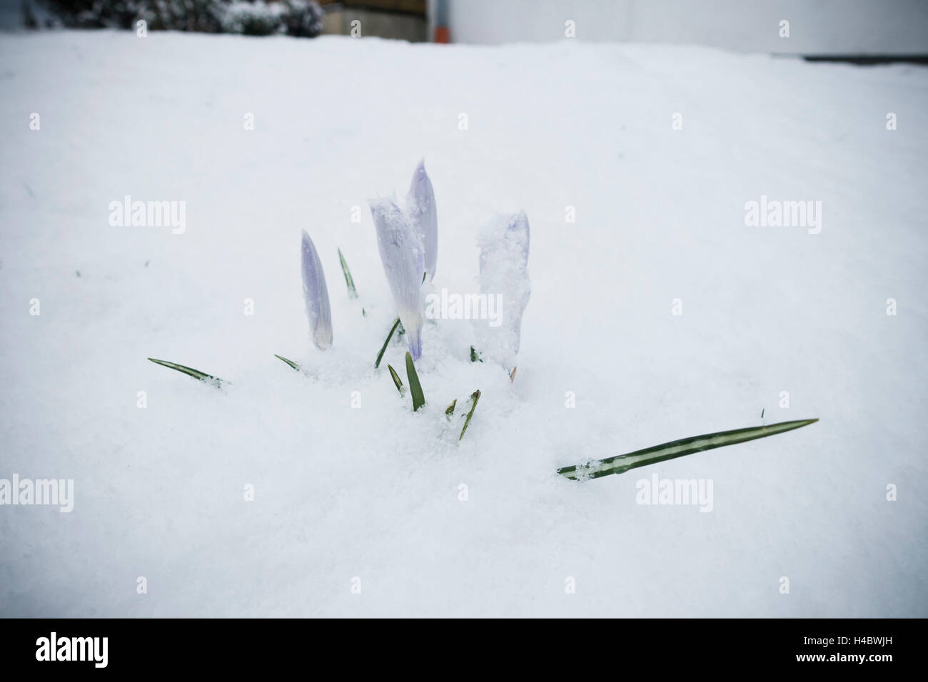 Crocuses in the snow Stock Photo - Alamy