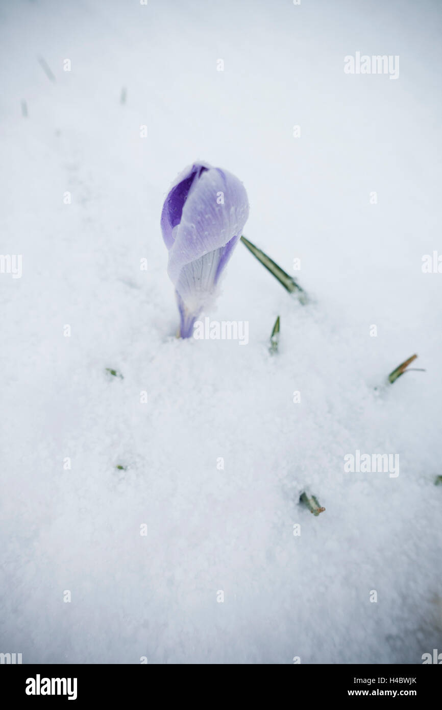 Crocuses in the snow Stock Photo - Alamy