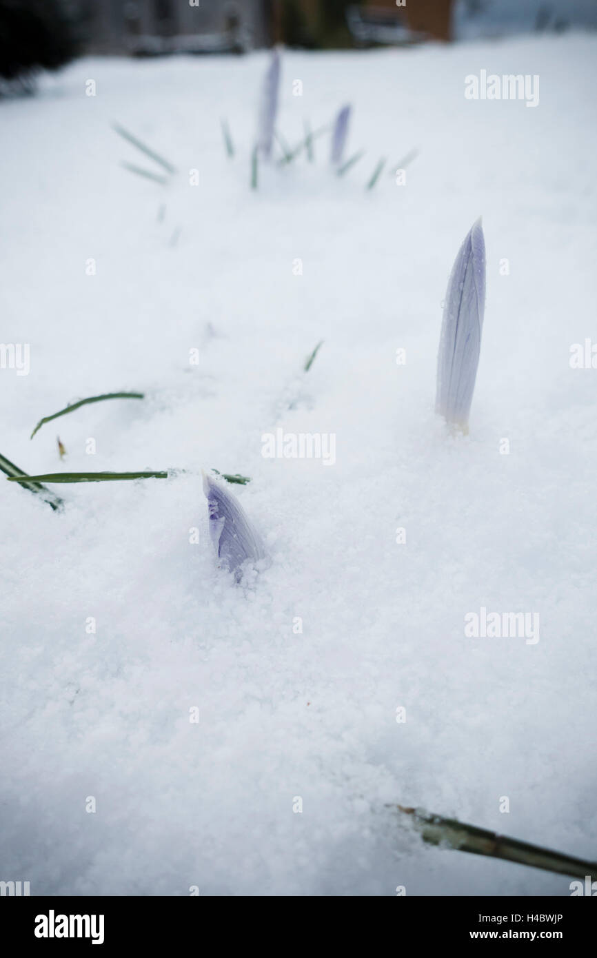 Crocuses in the snow Stock Photo - Alamy