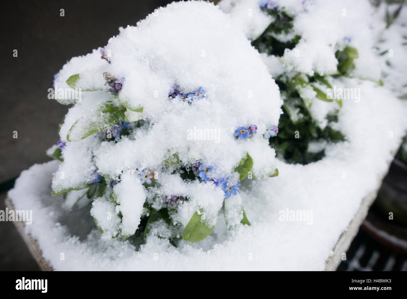 Forget-me-not in the snow Stock Photo - Alamy