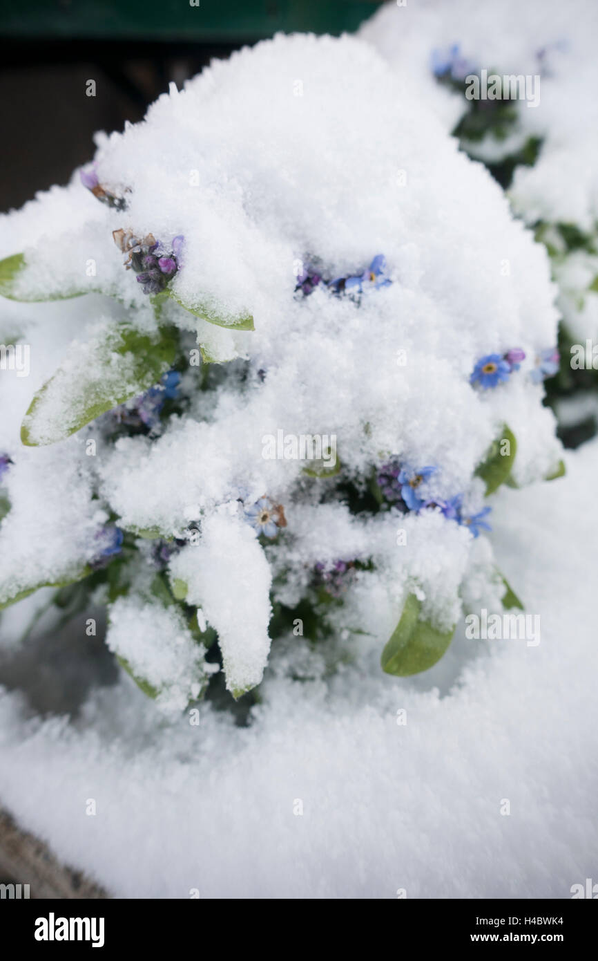Forget-me-not in the snow Stock Photo - Alamy