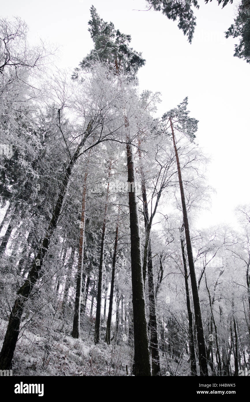 Old winter trees hi-res stock photography and images - Alamy