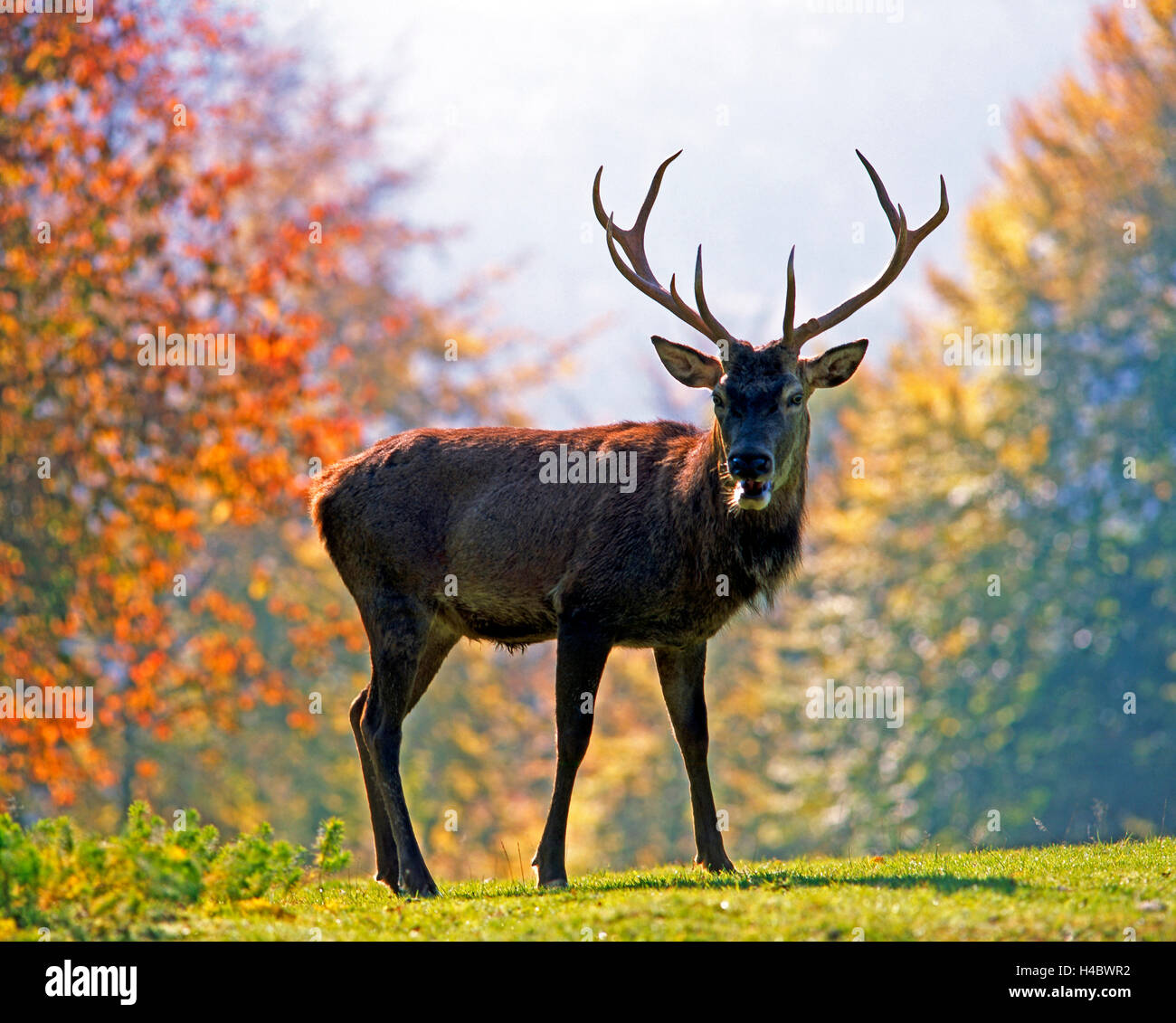 Broad collar hi-res stock photography and images - Alamy