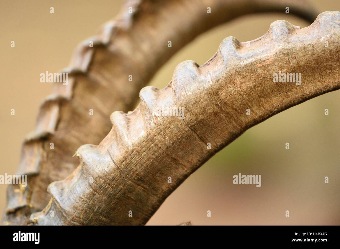 Alpine ibex, Capra ibex, horns, side view, detail Stock Photo - Alamy