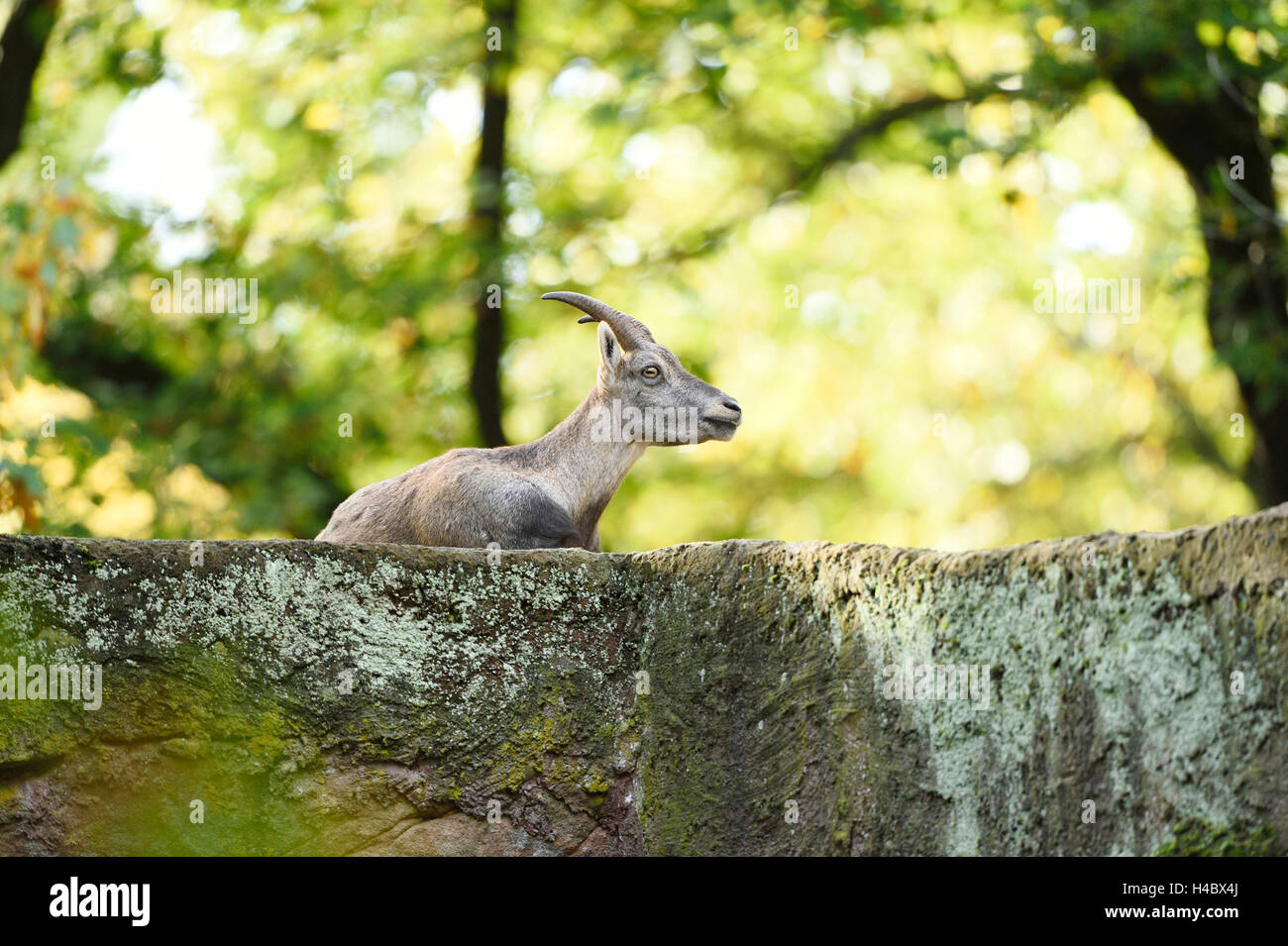 Alpine ibex, Capra ibex, female, rocks, side view, lying Stock Photo ...