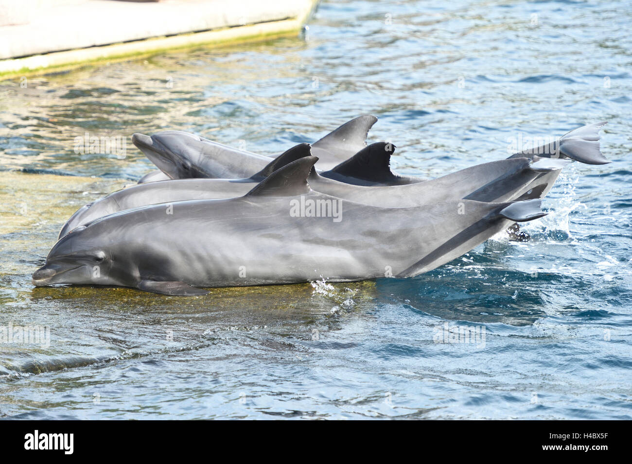 Delfinarium hi-res stock photography and images - Alamy