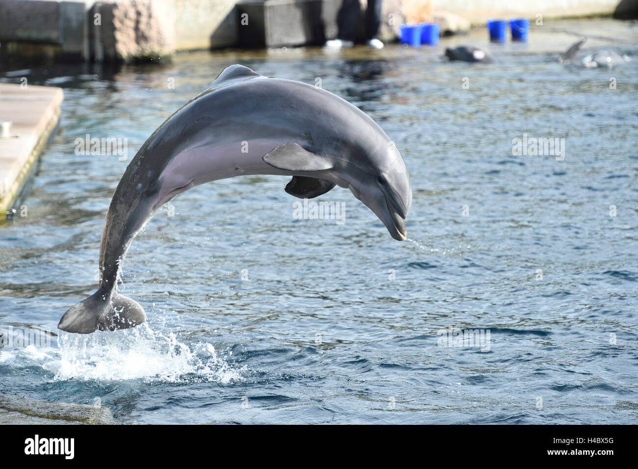 Common bottlenose dolphin, Tursiops truncatus, water, side view ...