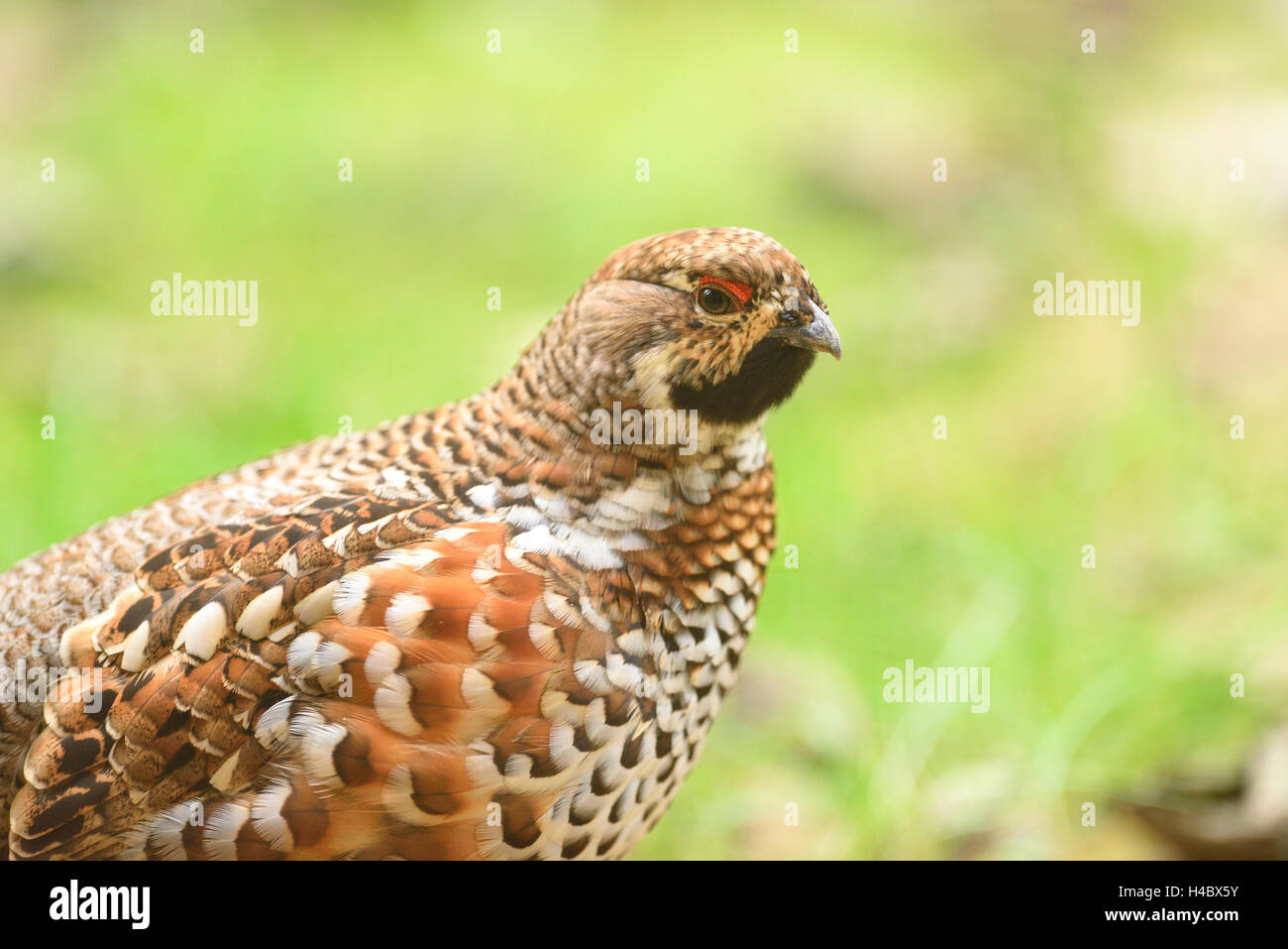 Hazel hen, Tetrastes bonasia, forest soil, side view, standing Stock ...