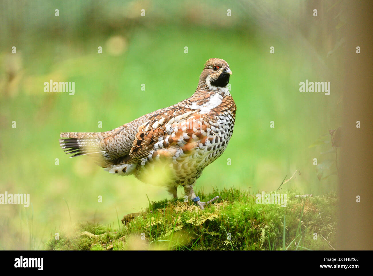 Hazel hen, Tetrastes bonasia, forest soil, side view, standing Stock ...
