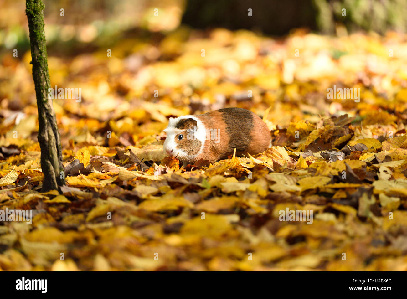 Domestic guinea pig, Cavia porcellus form. domestica, side view Stock ...
