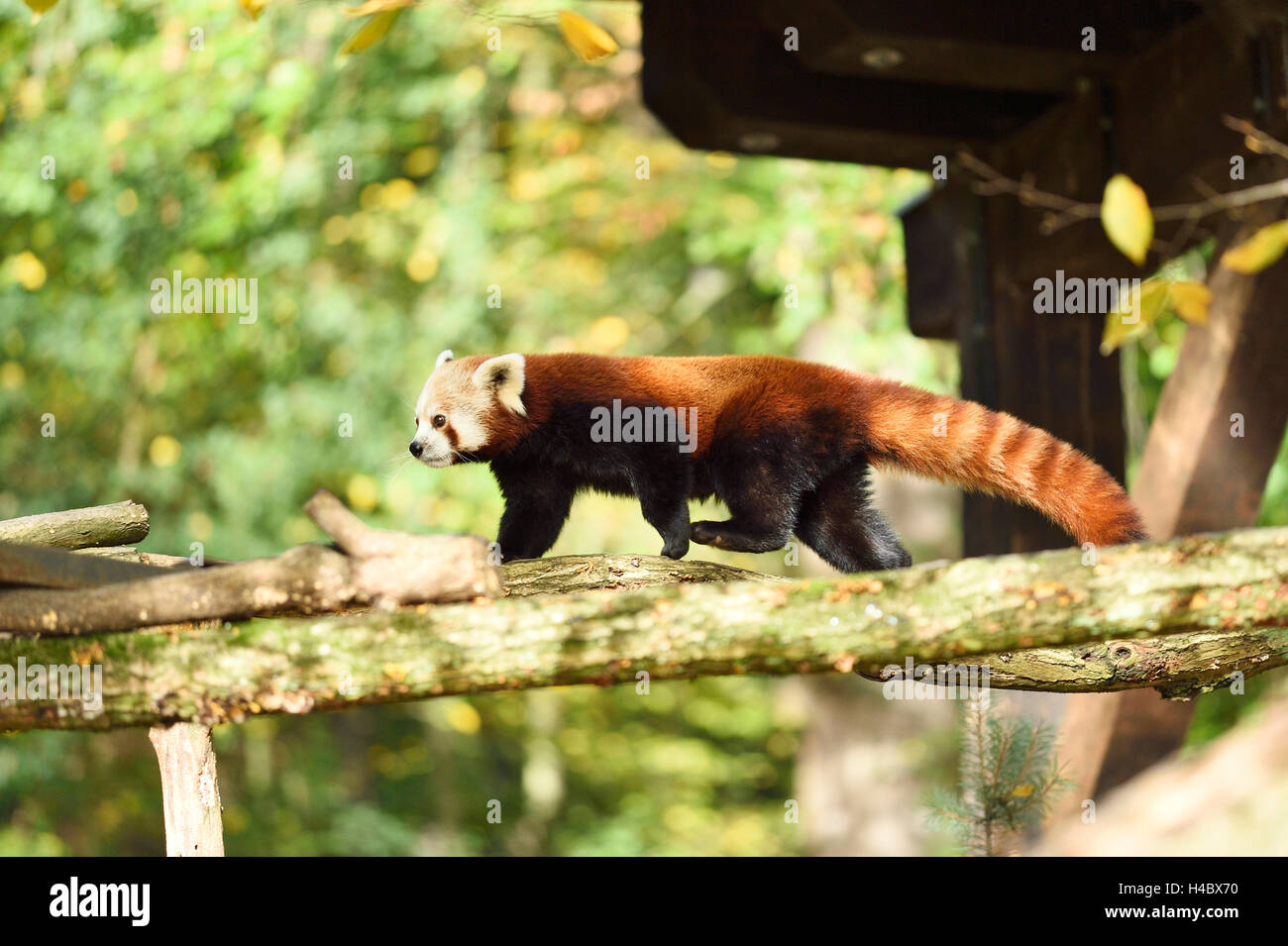Red panda, Ailurus fulgens, tree, branches, side view, climbing Stock ...