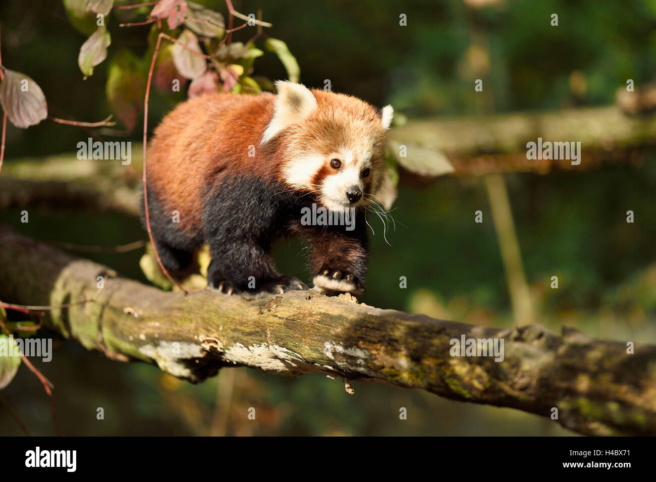 Red panda side view hi-res stock photography and images - Alamy