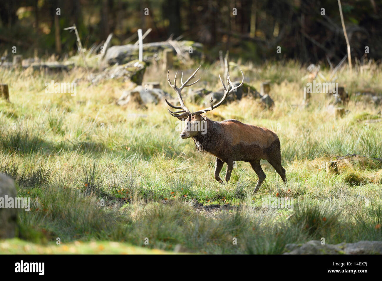 Running red deer hi-res stock photography and images - Alamy