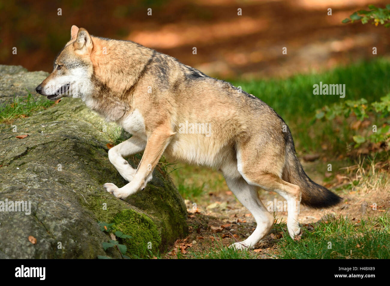 Wolf Walking Side View