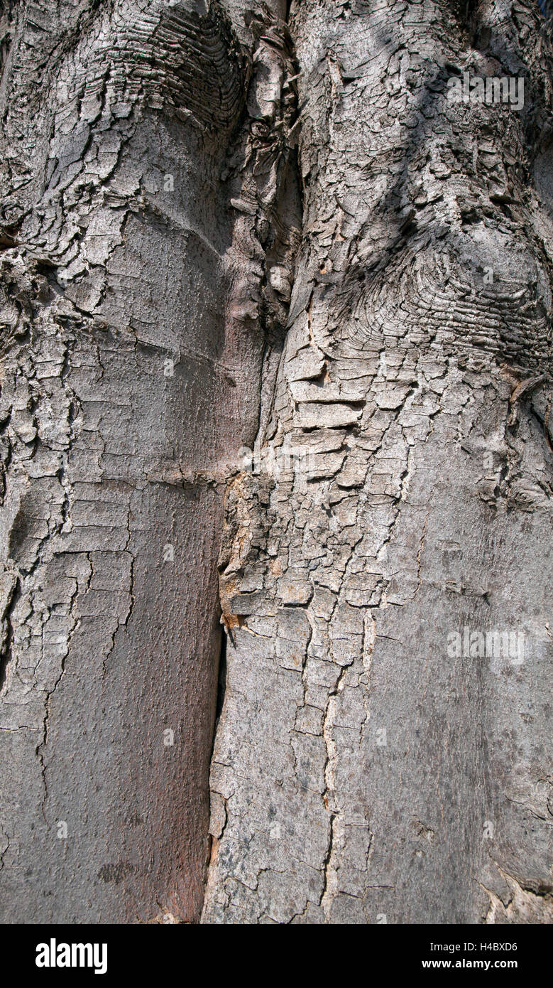 Acer campestre bark hi-res stock photography and images - Alamy