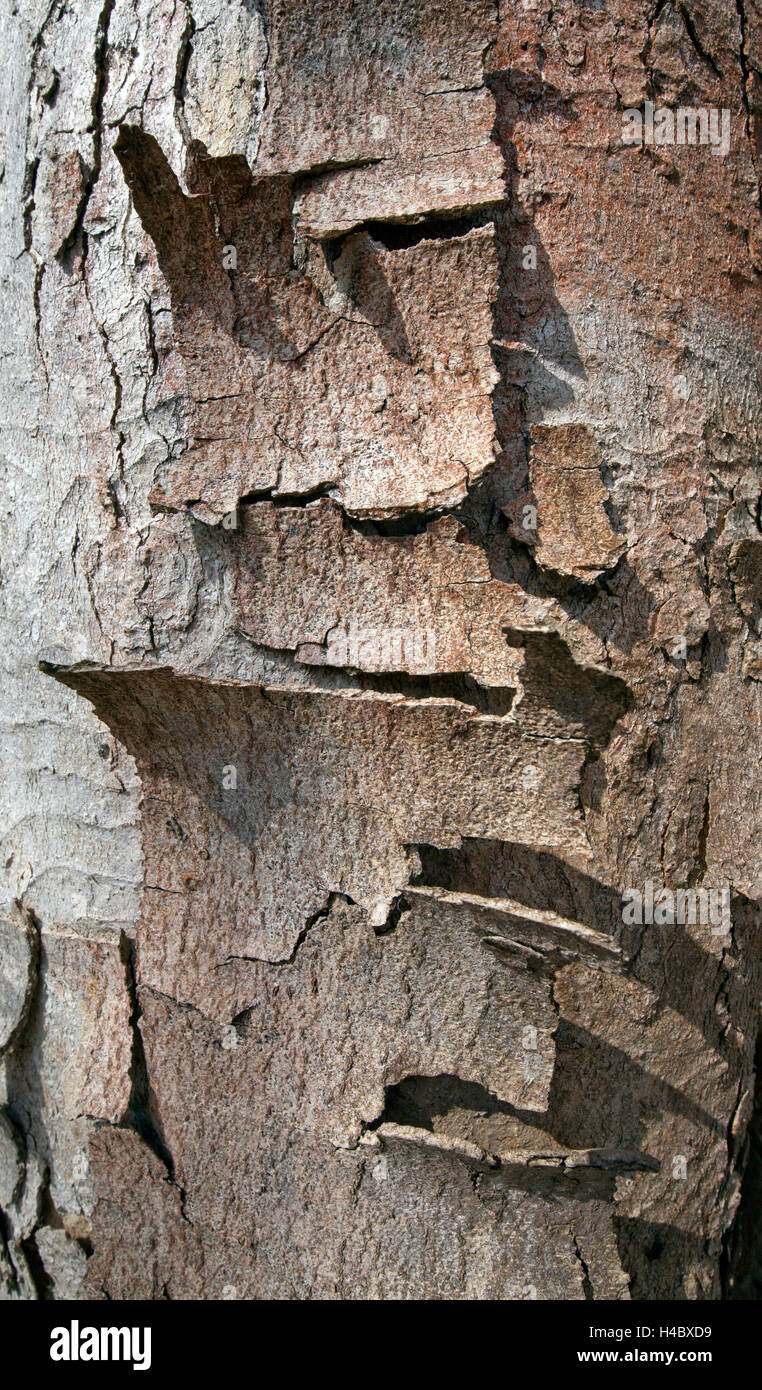 Acer campestre bark hi-res stock photography and images - Alamy