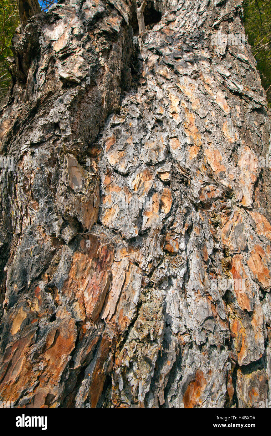 Picea abies bark hi-res stock photography and images - Alamy