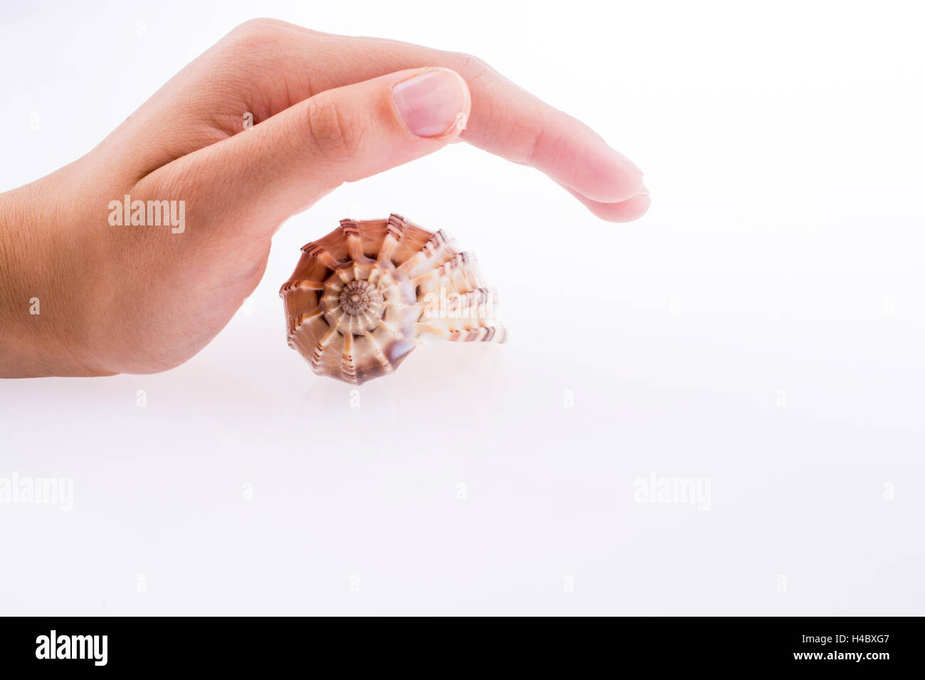 Hand holding Beautiful sea shell on a white background Stock Photo - Alamy