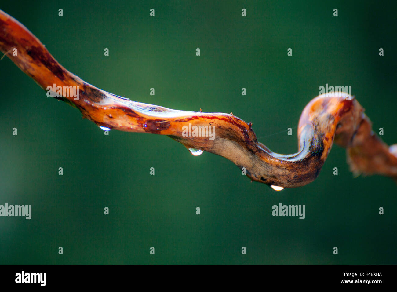 Willow root with raindrops Stock Photo - Alamy