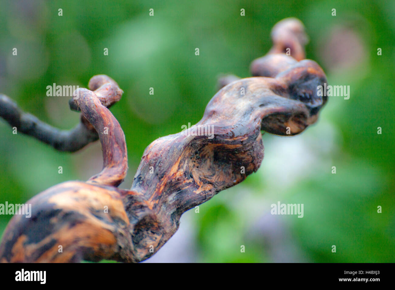 weird willow root Stock Photo - Alamy