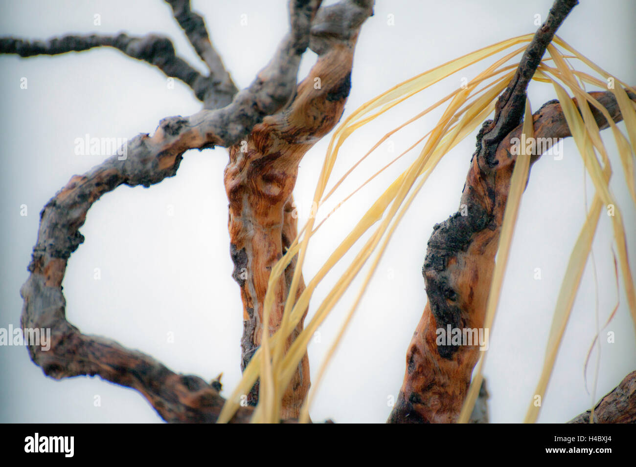 weird wood root with bast string Stock Photo - Alamy