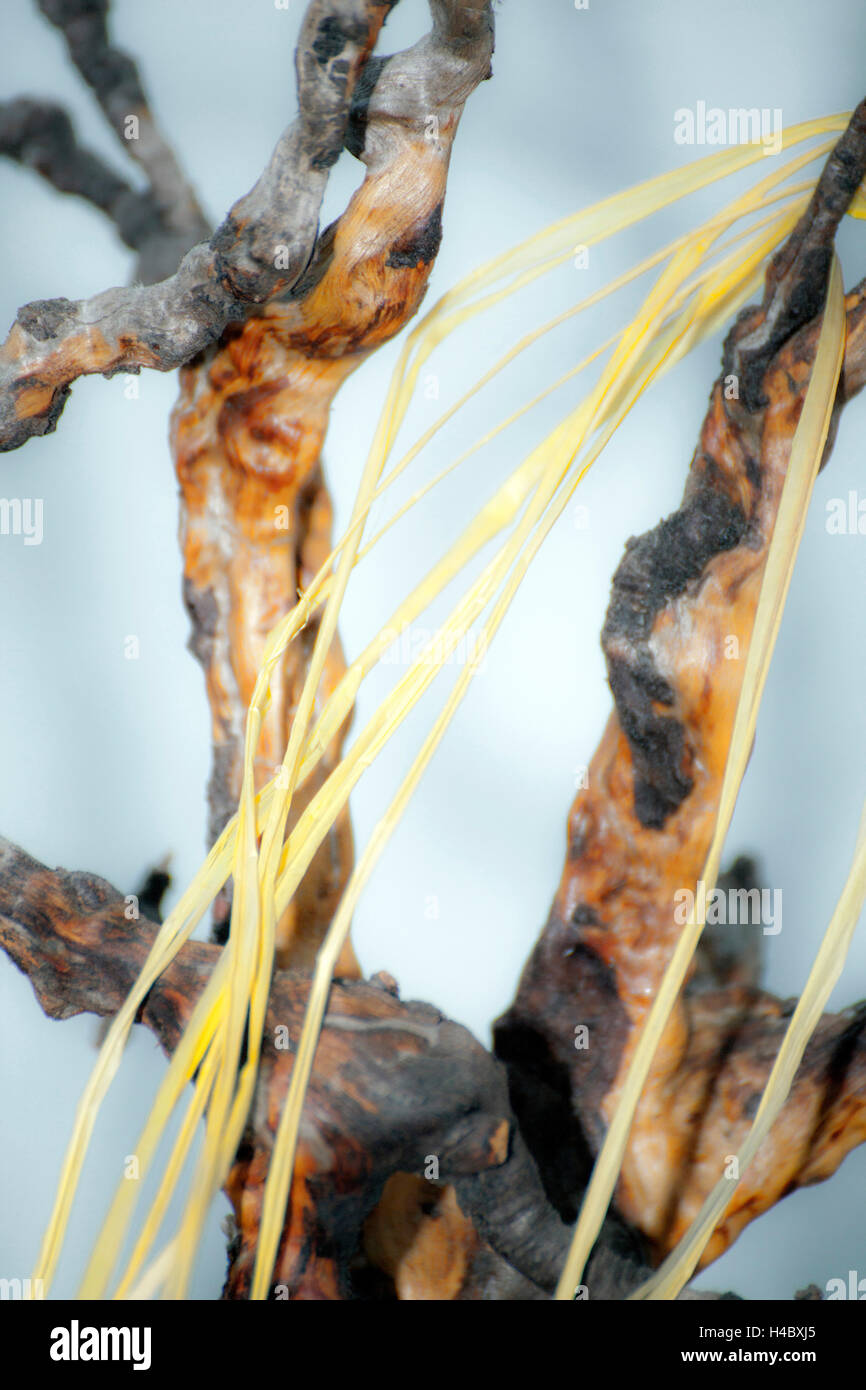 weird wood root with bast string Stock Photo - Alamy