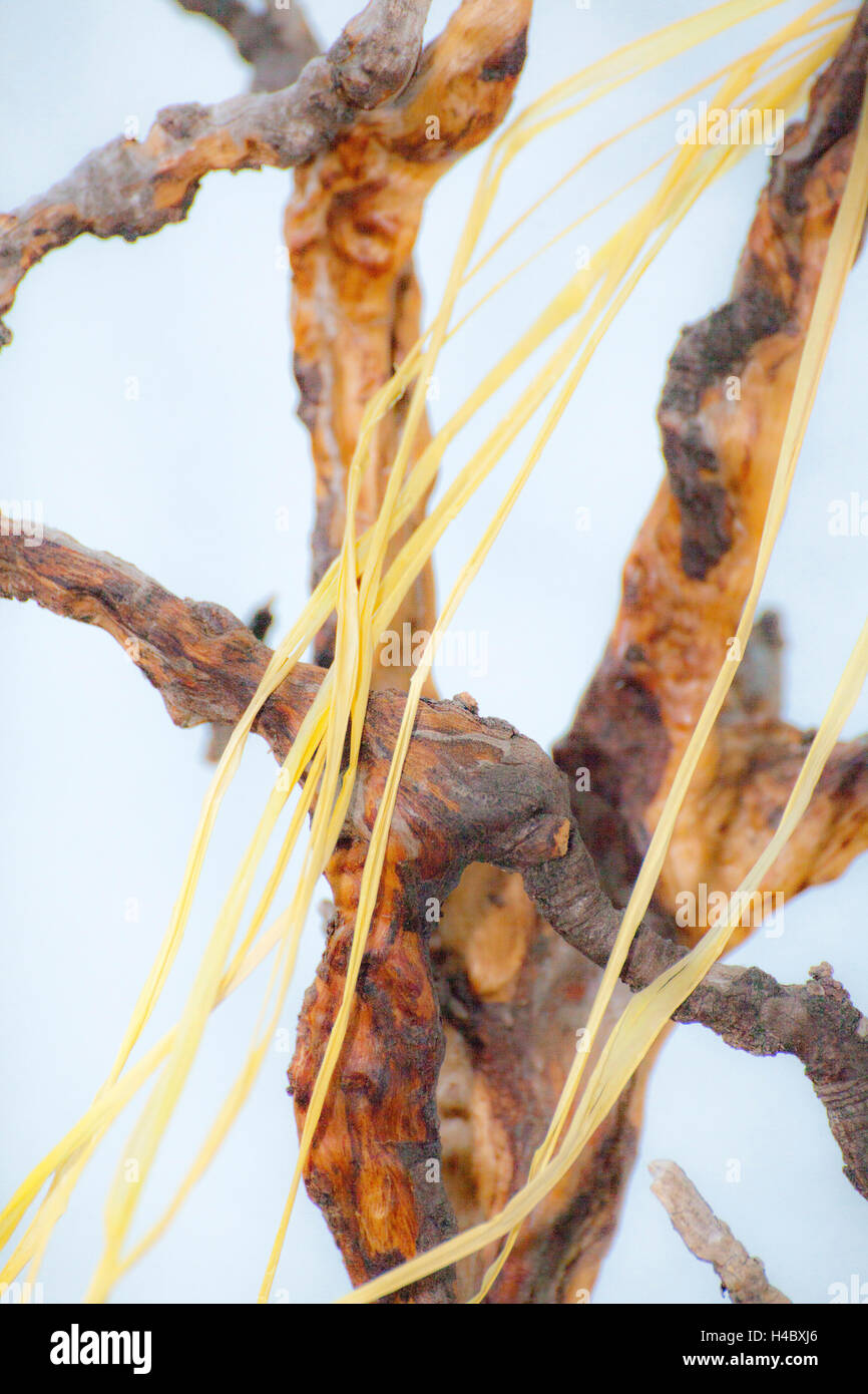 weird wood root with bast string Stock Photo - Alamy