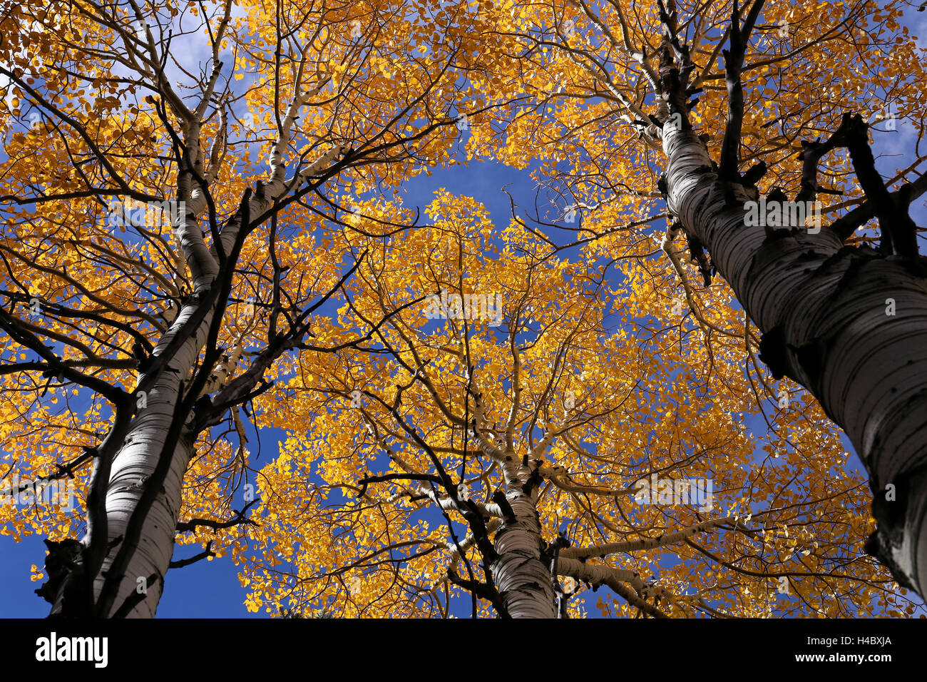 Fall birch trees hi-res stock photography and images - Alamy