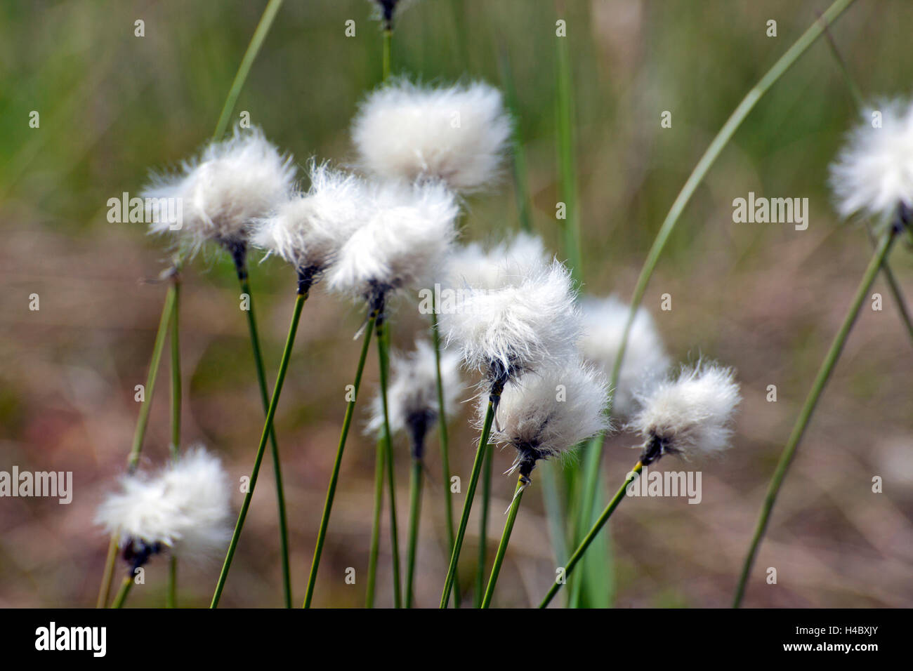 Fen grass hi-res stock photography and images - Alamy