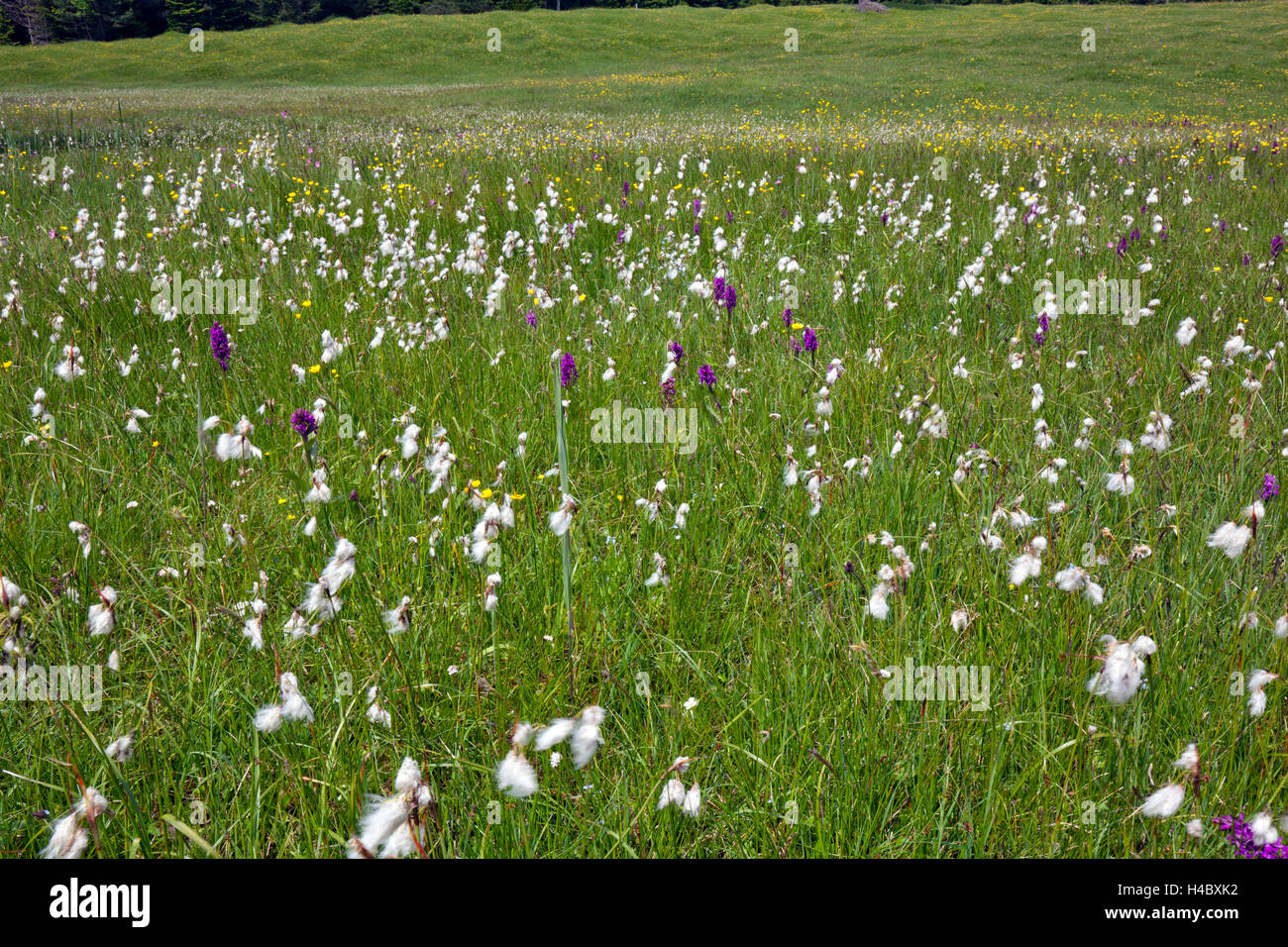 Grass in the fen Stock Photo - Alamy