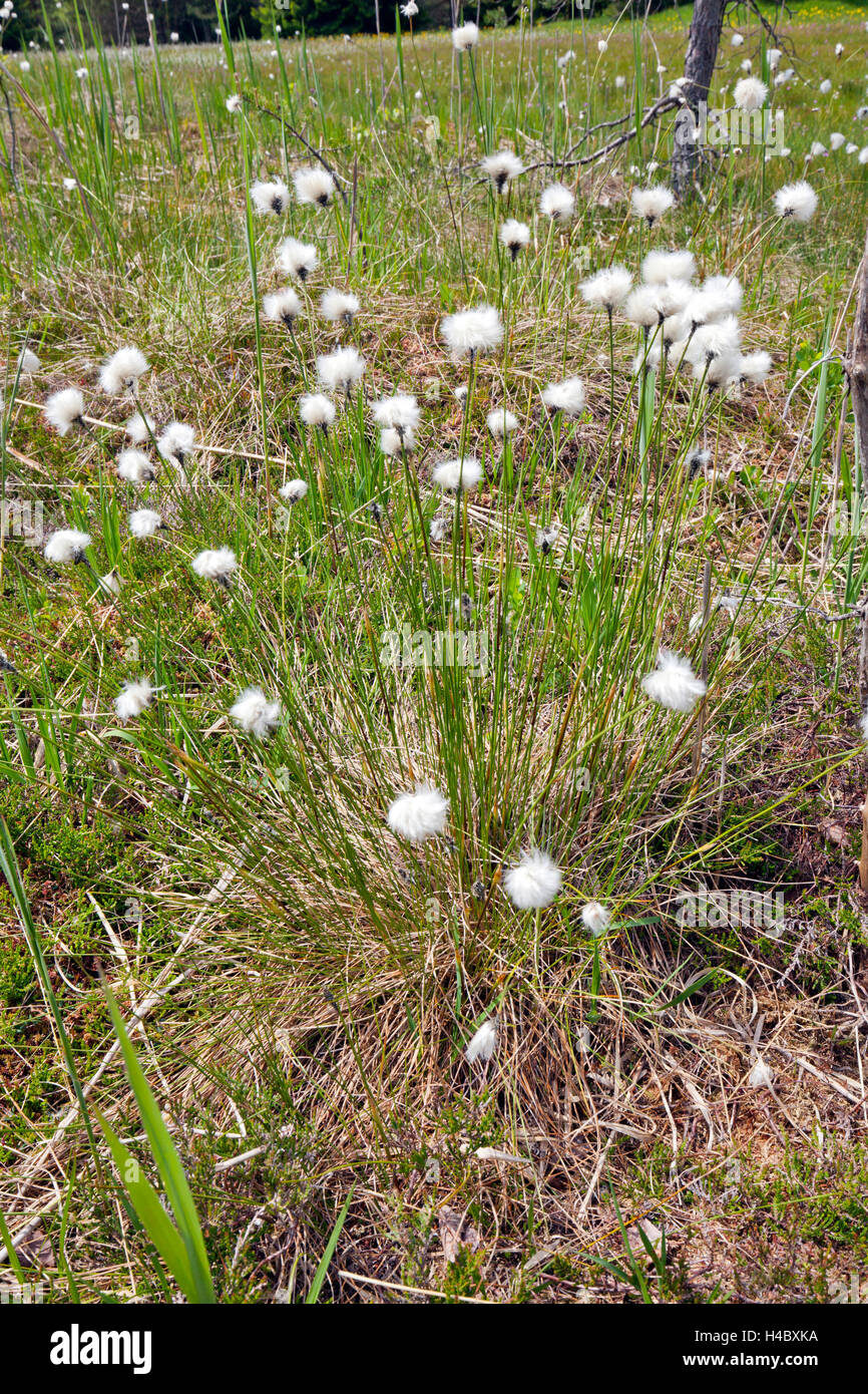 Grass in the fen Stock Photo - Alamy