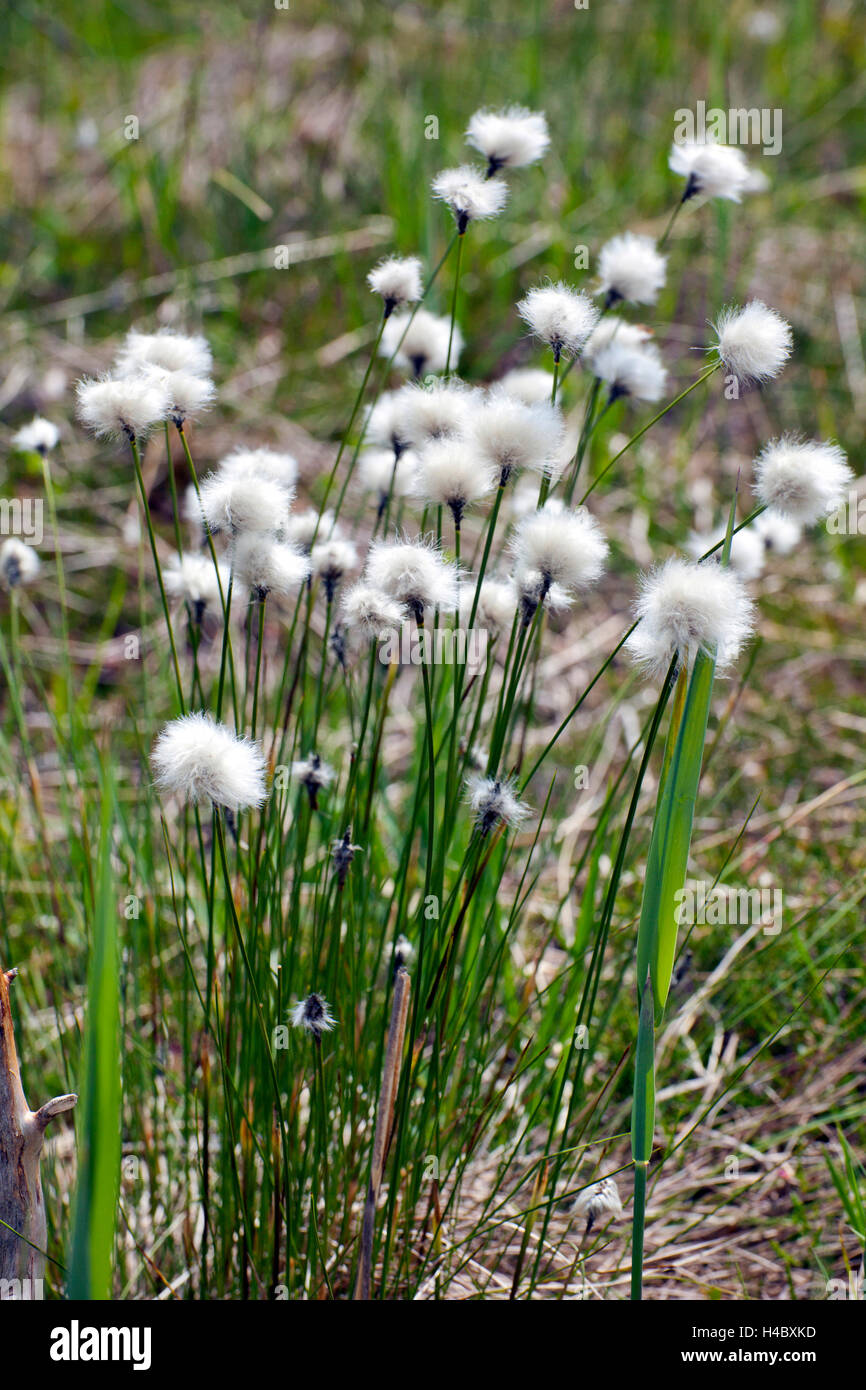 Grass in the fen Stock Photo - Alamy