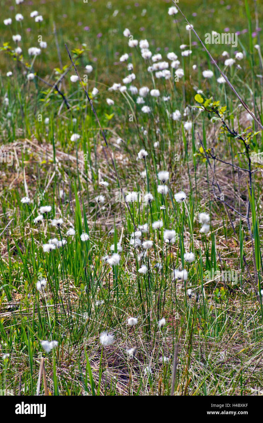 Grass in the fen Stock Photo - Alamy