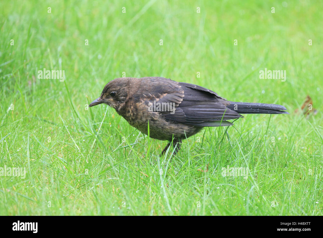 Sturnus merula hi-res stock photography and images - Alamy