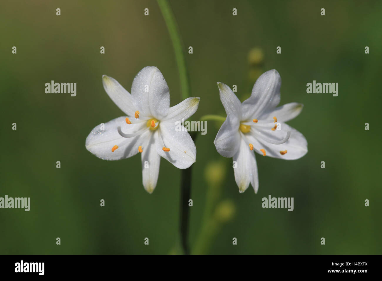 St Bernard's lily Anthericum liliago Stock Photo - Alamy