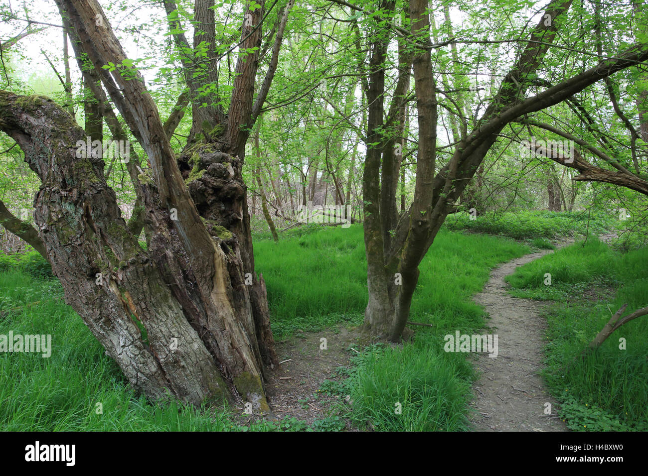 Meadow scenery in spring Stock Photo - Alamy