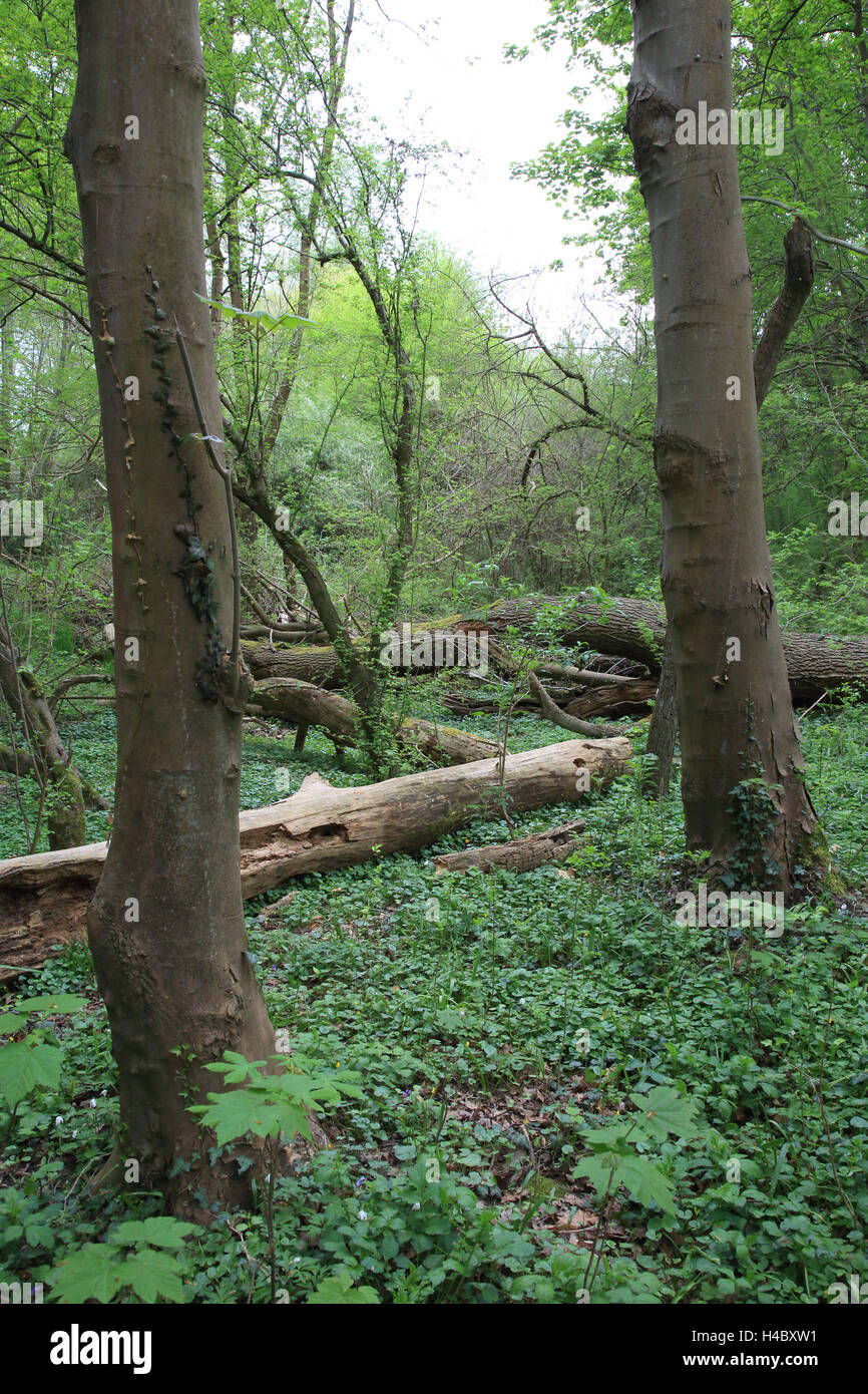 Meadow scenery hi-res stock photography and images - Alamy