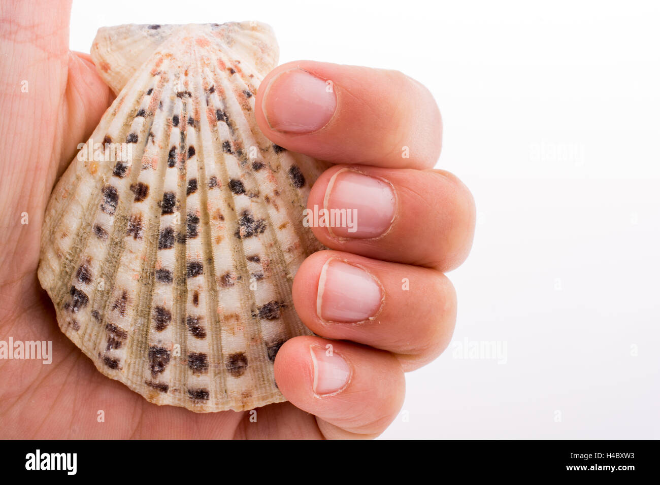 Hand holding Beautiful sea shell on a white background Stock Photo - Alamy