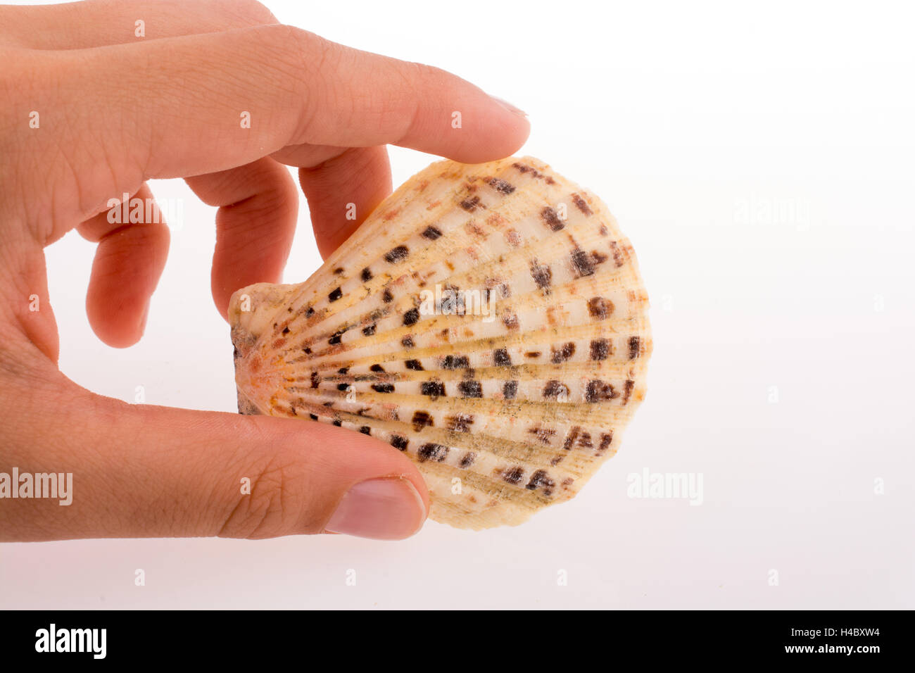 Hand holding Beautiful sea shell on a white background Stock Photo - Alamy