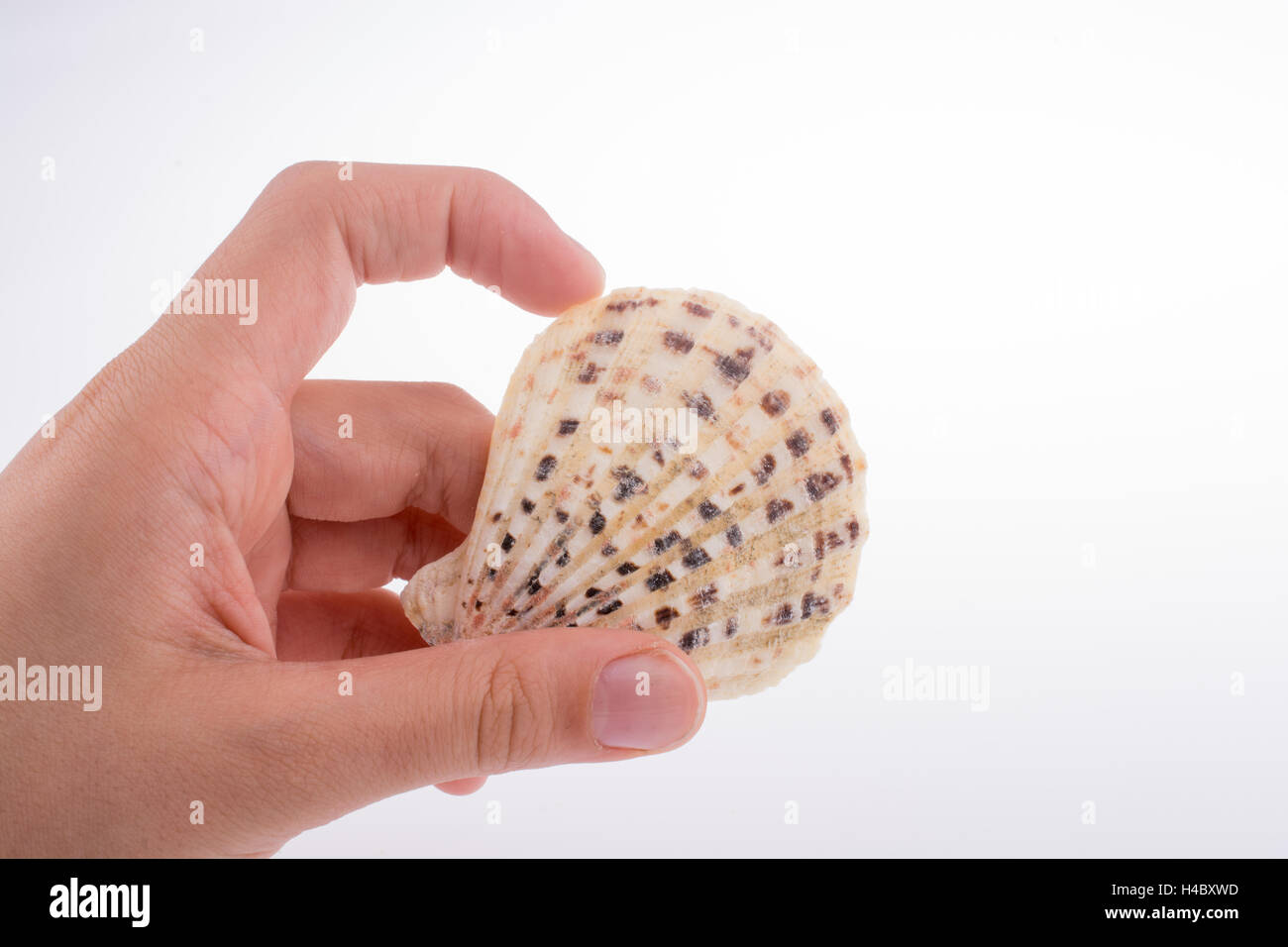 Hand holding Beautiful sea shell on a white background Stock Photo - Alamy
