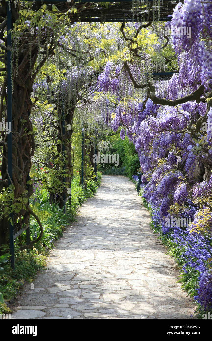 Japanese wisteria grove, Wisteria floribunda Stock Photo - Alamy