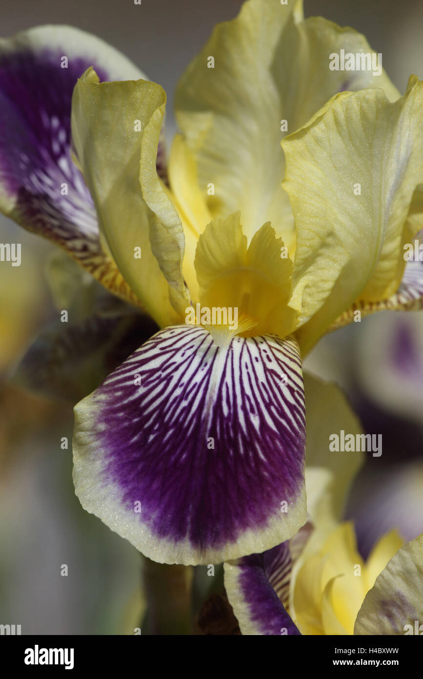 Hungary Iris iris variegata Stock Photo - Alamy
