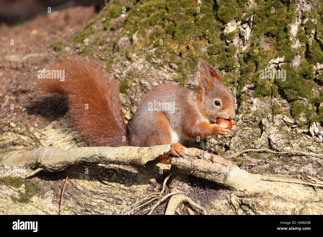 Red squirrel with hazelnut, Sciurus vulgaris Stock Photo - Alamy