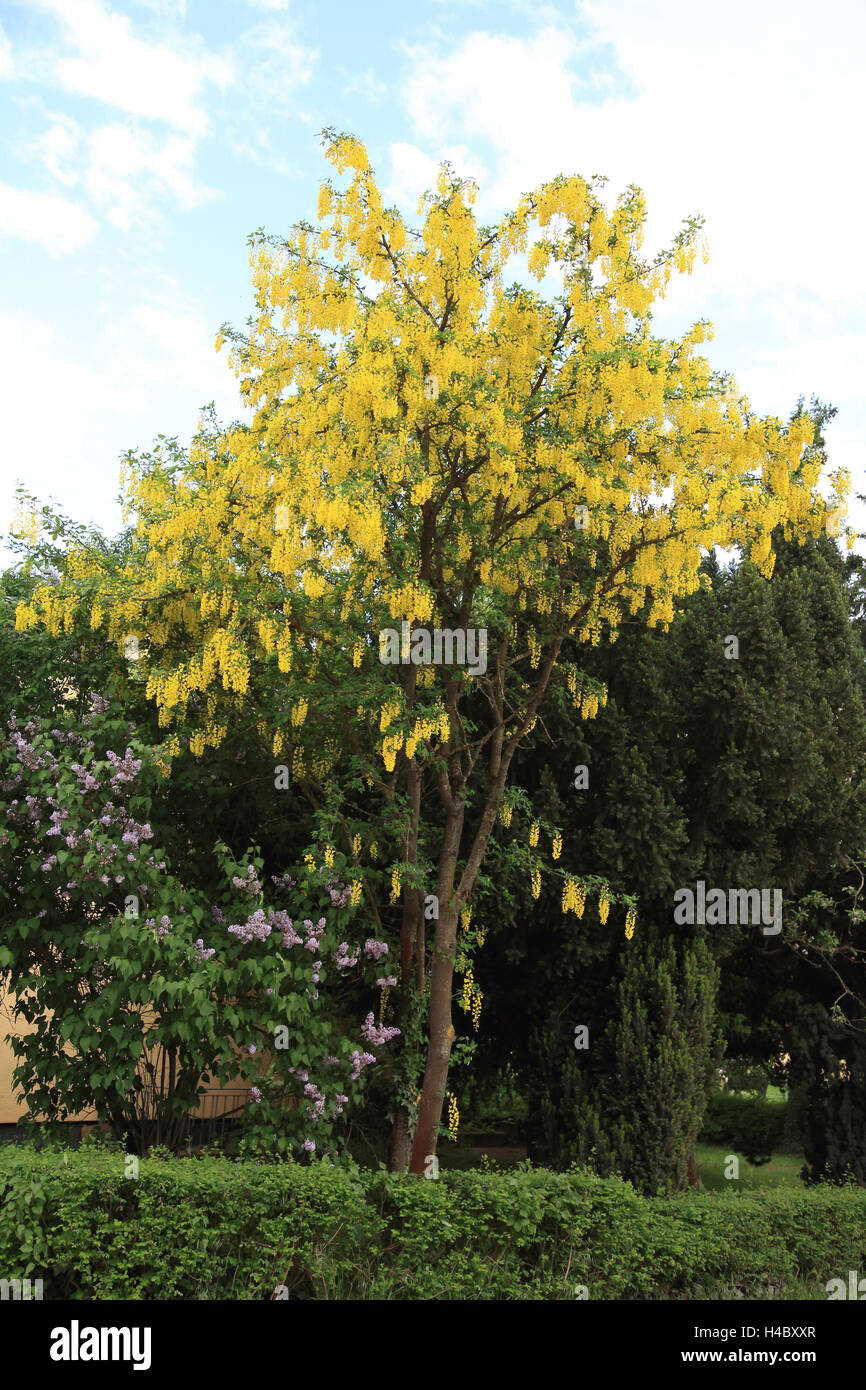 Common laburnum, Laburnum anagyroides Stock Photo - Alamy