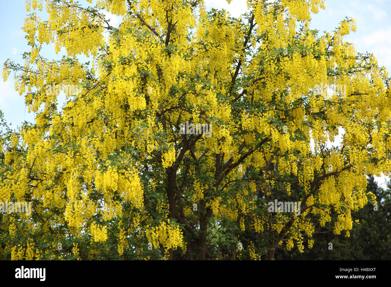 Common laburnum hi-res stock photography and images - Alamy